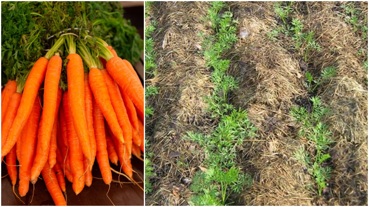 Použila som v záhrade métodu starej mamy a po 3 dňoch mi už rástla ...