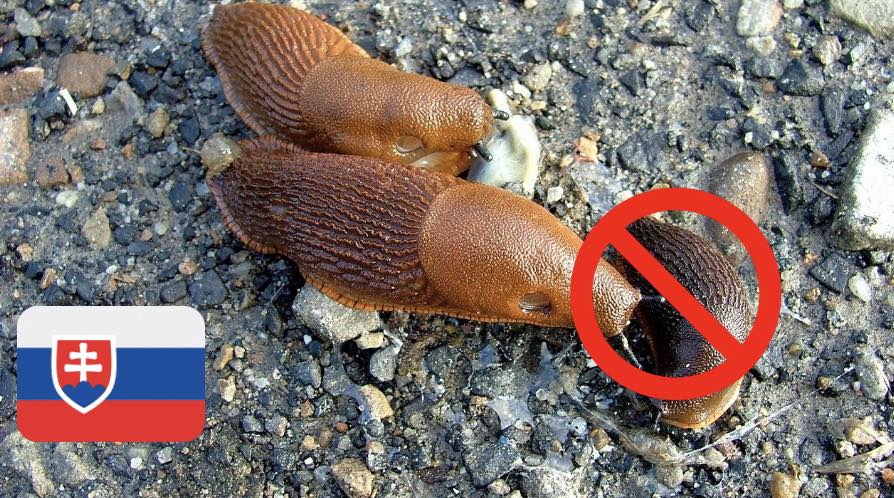 Chce ich čoraz viac ľudí do záhrady PROTI SLIMÁKOM! JEDNO zviera zje až ...