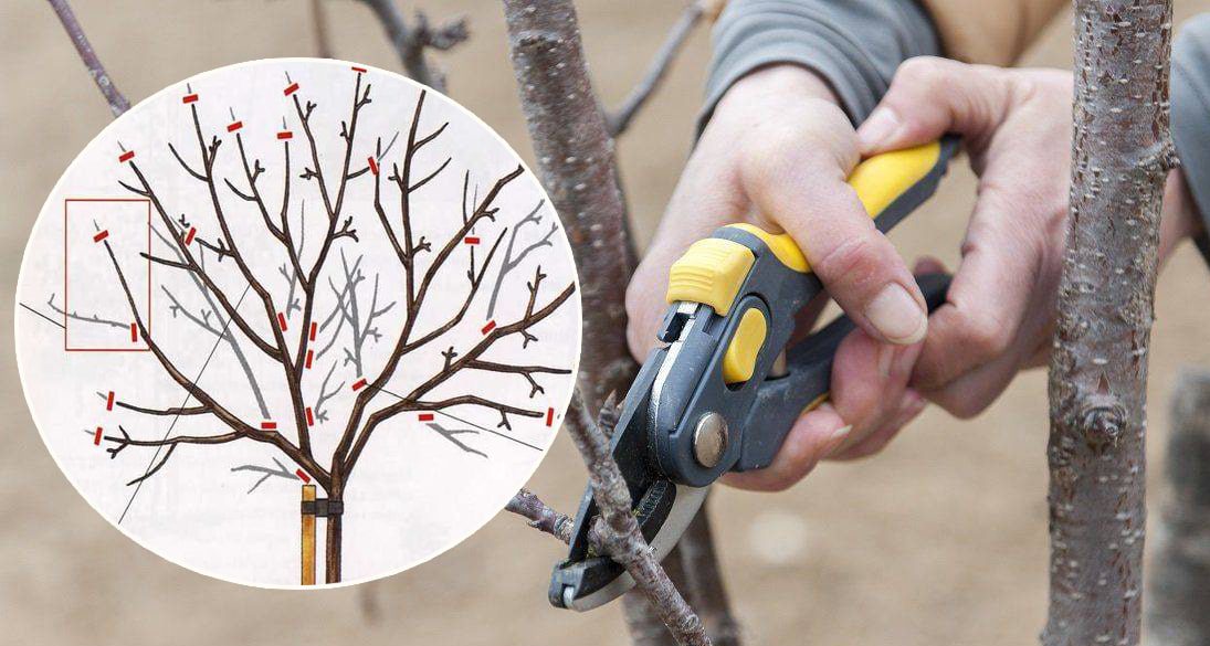 Kedy a ako správne vykonávať jarné prerezávanie stromov: ktoré konáre ...